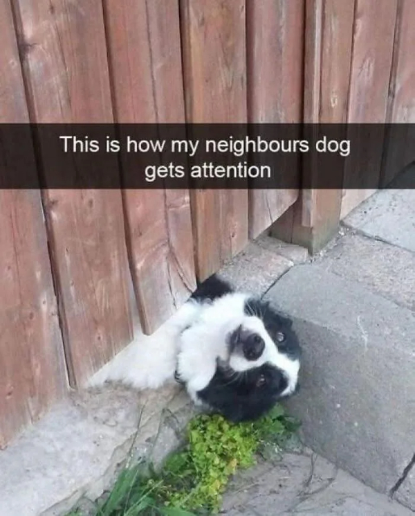 Dog Memes Dedicated to the Good Boys