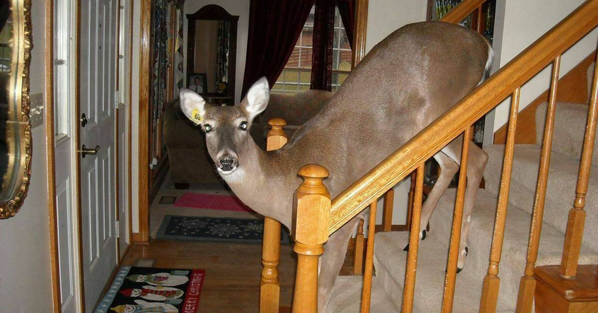 Laughs thanks to the animal kingdom are a welcome delight