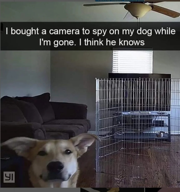 Dog Memes Dedicated to the Good Boys