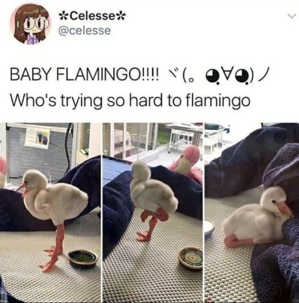 Sunshine and Wholesome Memes Galore!