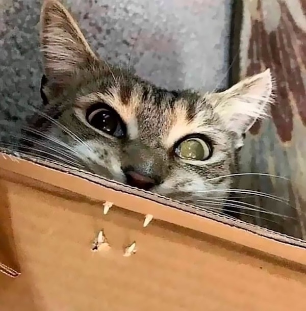 Daily Afternoon Randomness