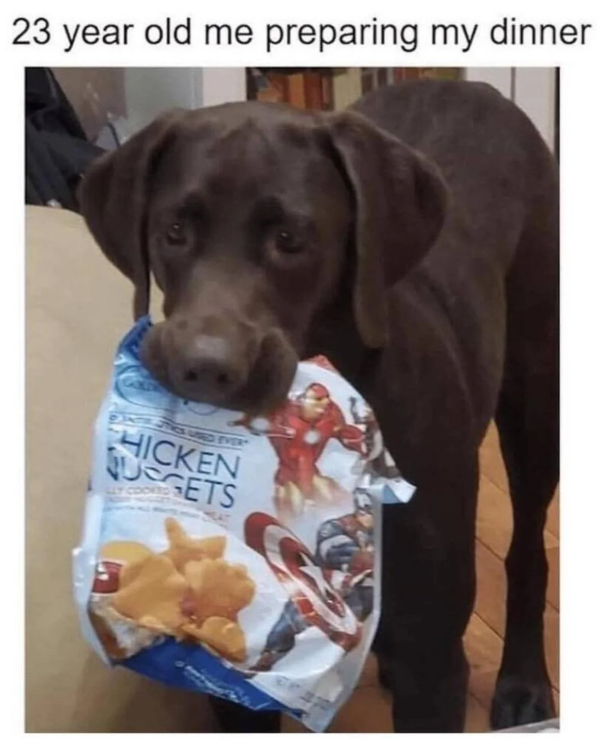 Dog Memes Dedicated to the Good Boys