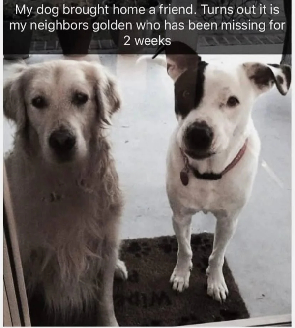 Dog Memes Dedicated to the Good Boys