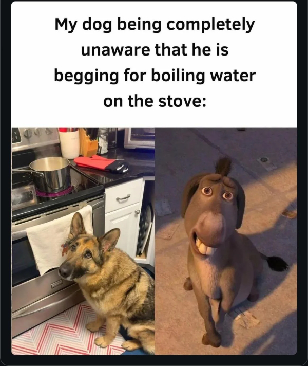 Dog Memes Dedicated to the Good Boys
