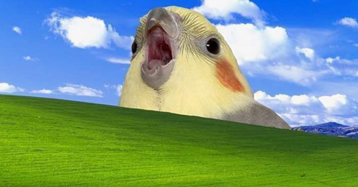 Daily Afternoon Randomness | Random Memes, Photos & Gifs - theCHIVE