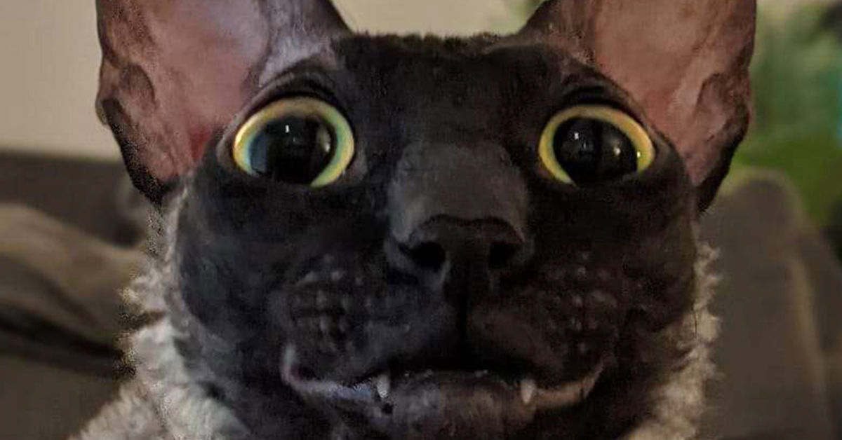 Daily Afternoon Randomness | Random Memes, Photos & Gifs - theCHIVE