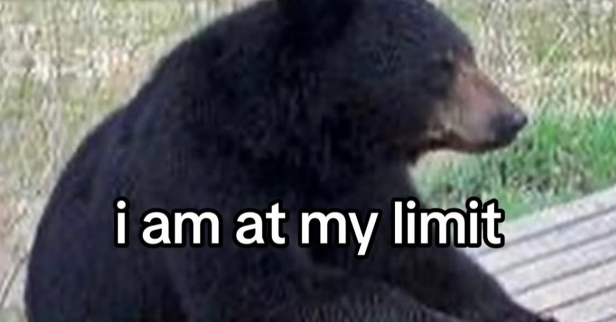 Daily Afternoon Randomness | Random Memes, Photos & Gifs - theCHIVE