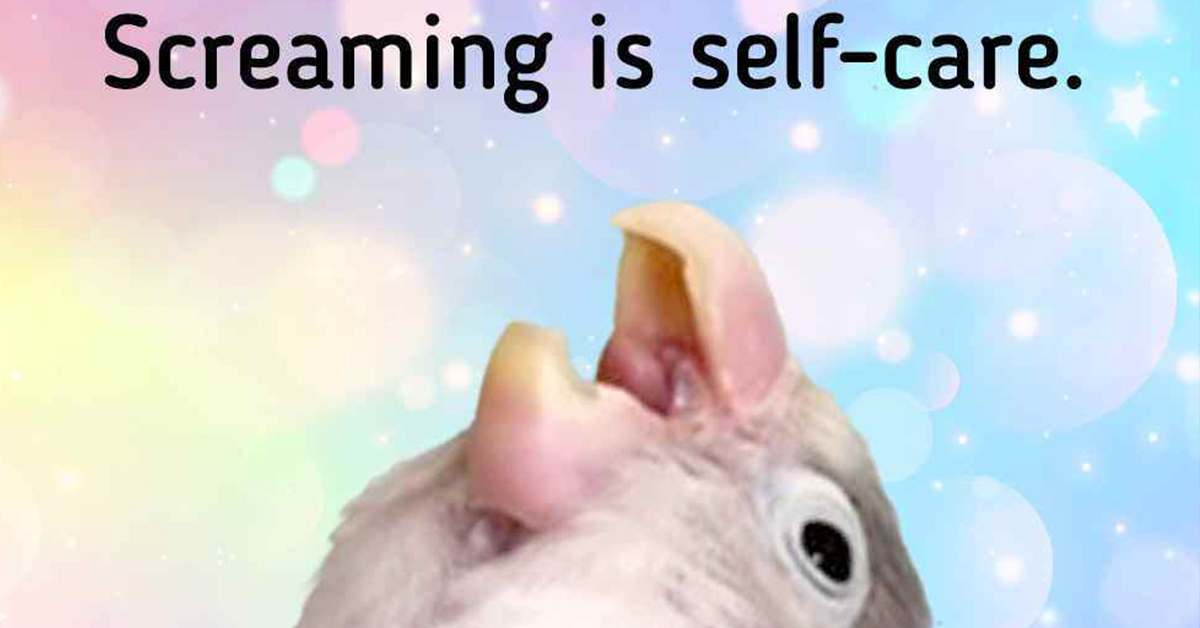 Daily Afternoon Randomness | Random Memes, Photos & Gifs - theCHIVE