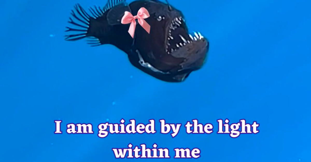 Daily Afternoon Randomness | Random Memes, Photos & Gifs - theCHIVE