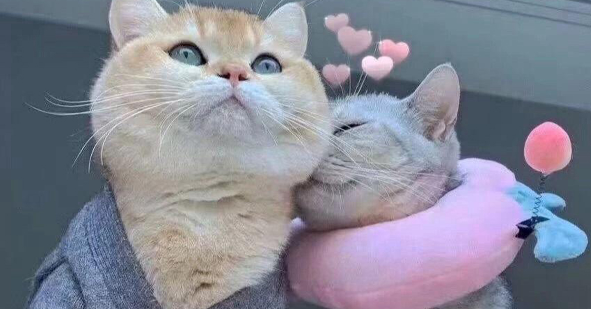 Daily Afternoon Randomness | Random Memes, Photos & Gifs - theCHIVE