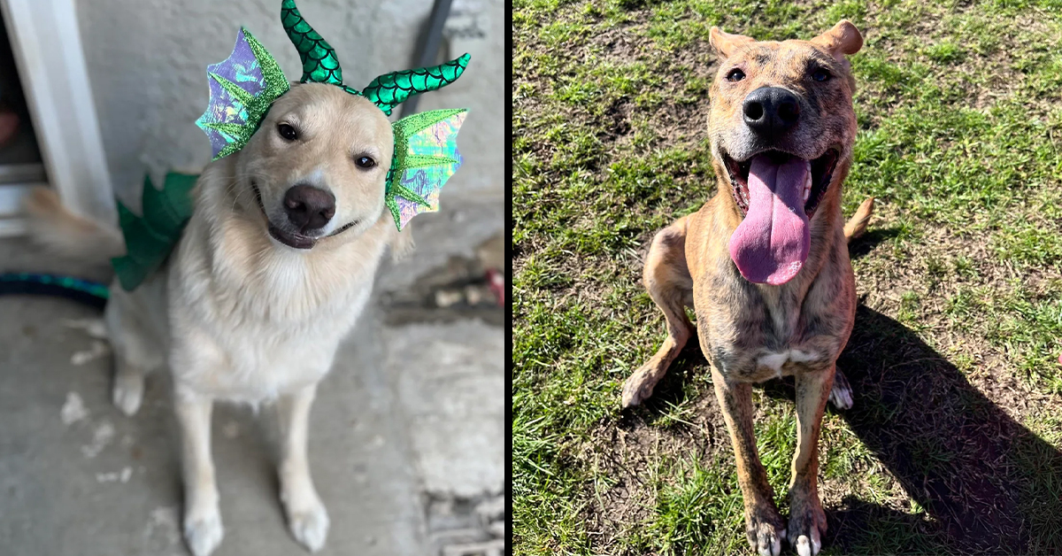 Funny Animal Pictures | Funny Pet Videos - theCHIVE