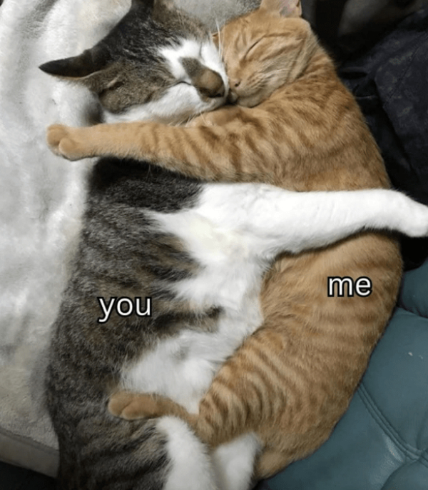Wholesome, Happy, Lovely Memes