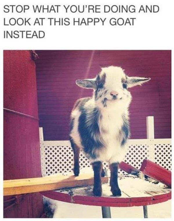 Sunshine and Wholesome Memes Galore!