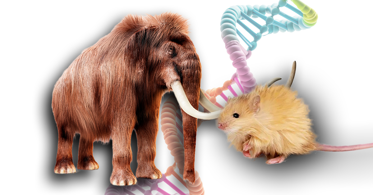 Scientists Make Woolly Mice To Revive Woolly Mammoths From Extinction
