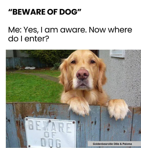Dog Memes Dedicated to the Good Boys