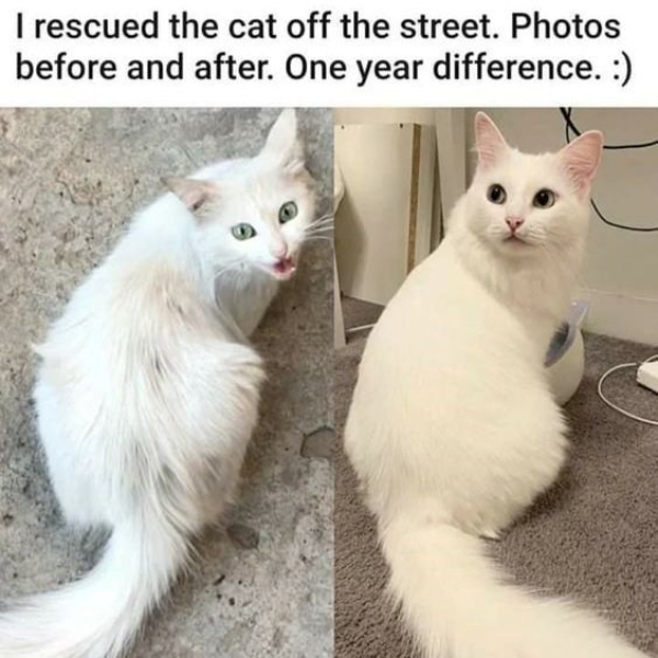 On Saturdays, the Cats Run the Show