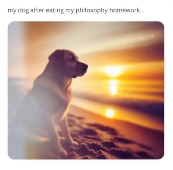 Dog Memes Dedicated to the Good Boys