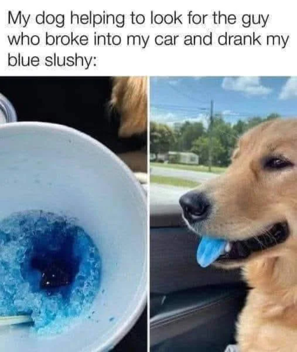 Dog Memes Dedicated to the Good Boys