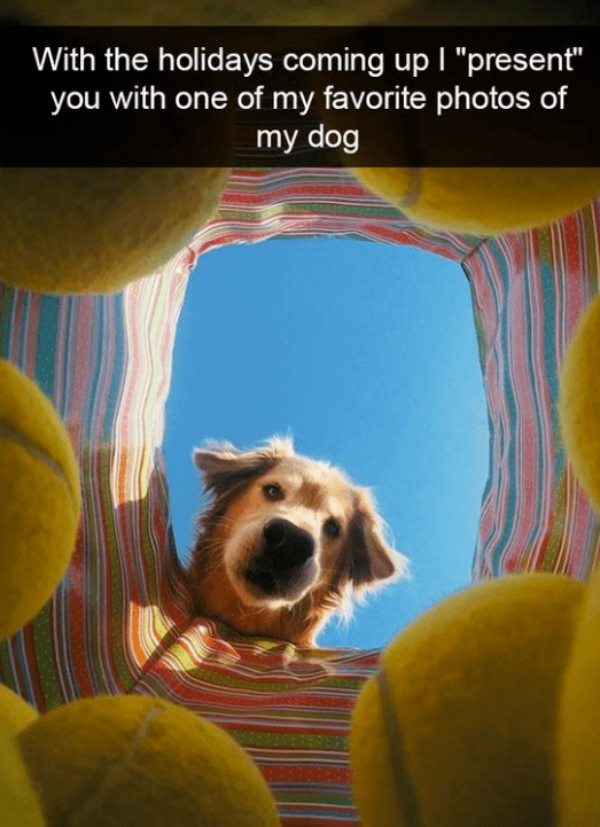 Sunshine and Wholesome Memes Galore!