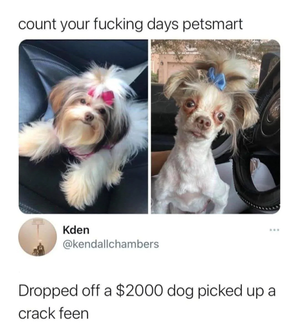 Dog Memes Dedicated to the Good Boys