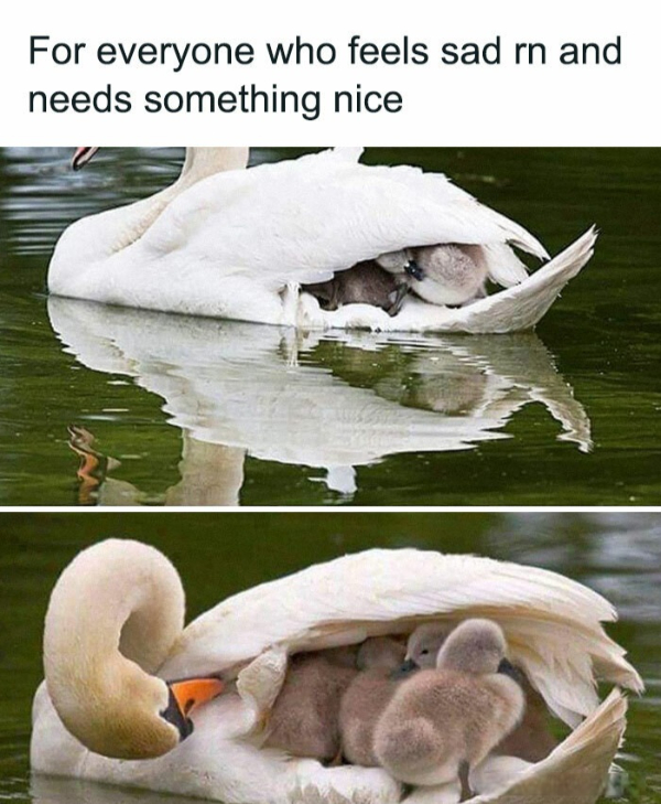 Animal Memes Can Heal us...no Really, See for Yourself