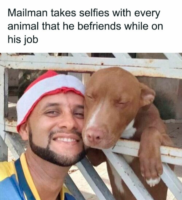 Animal Memes Can Heal us...no Really, See for Yourself