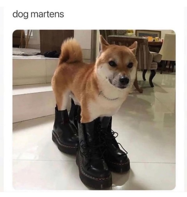 Dogs: Born to be loved and memed in equal measure