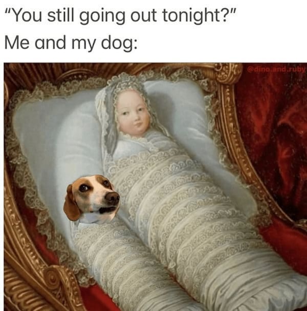 Dogs: Born to be loved and memed in equal measure
