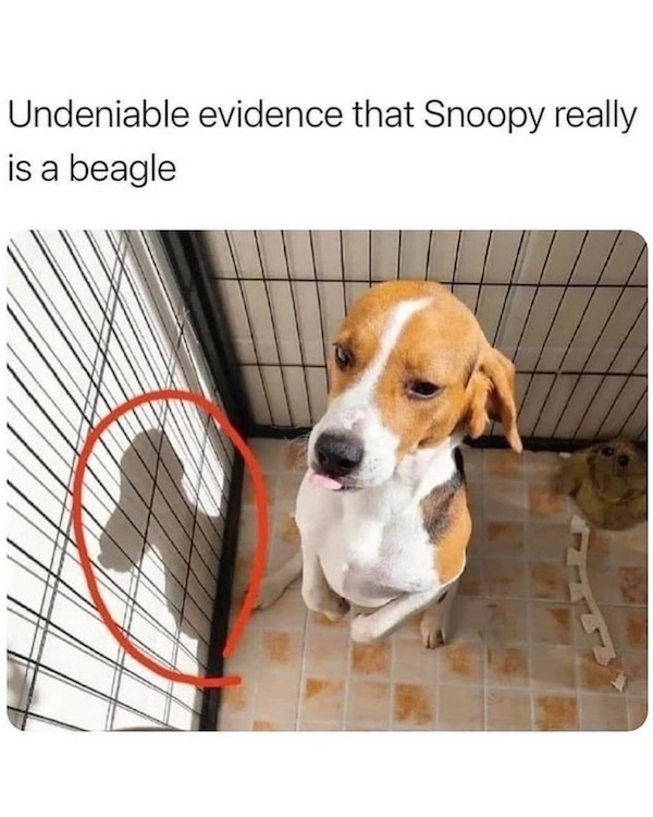 Dogs: Born to be loved and memed in equal measure