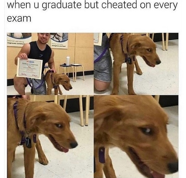 Dogs: Born to be loved and memed in equal measure