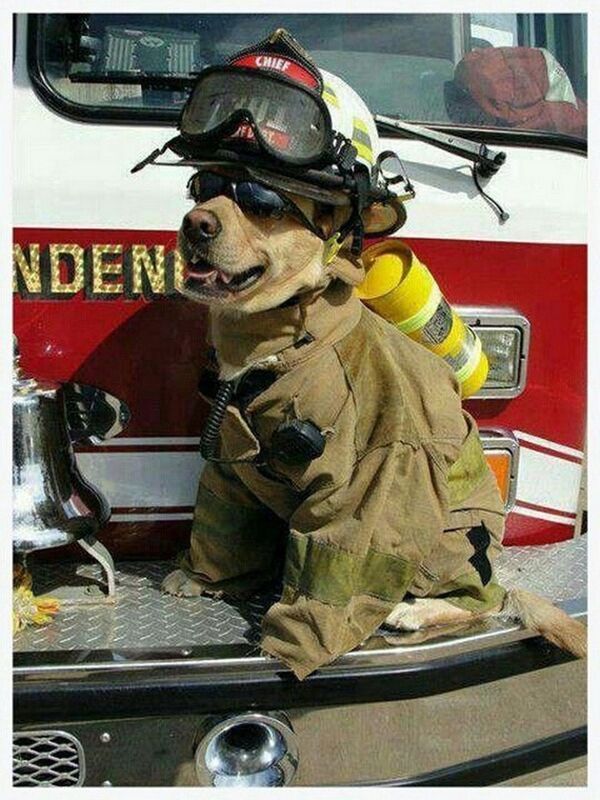 Firefighters Beautiful and Brave Chivers Best Photos Compilation