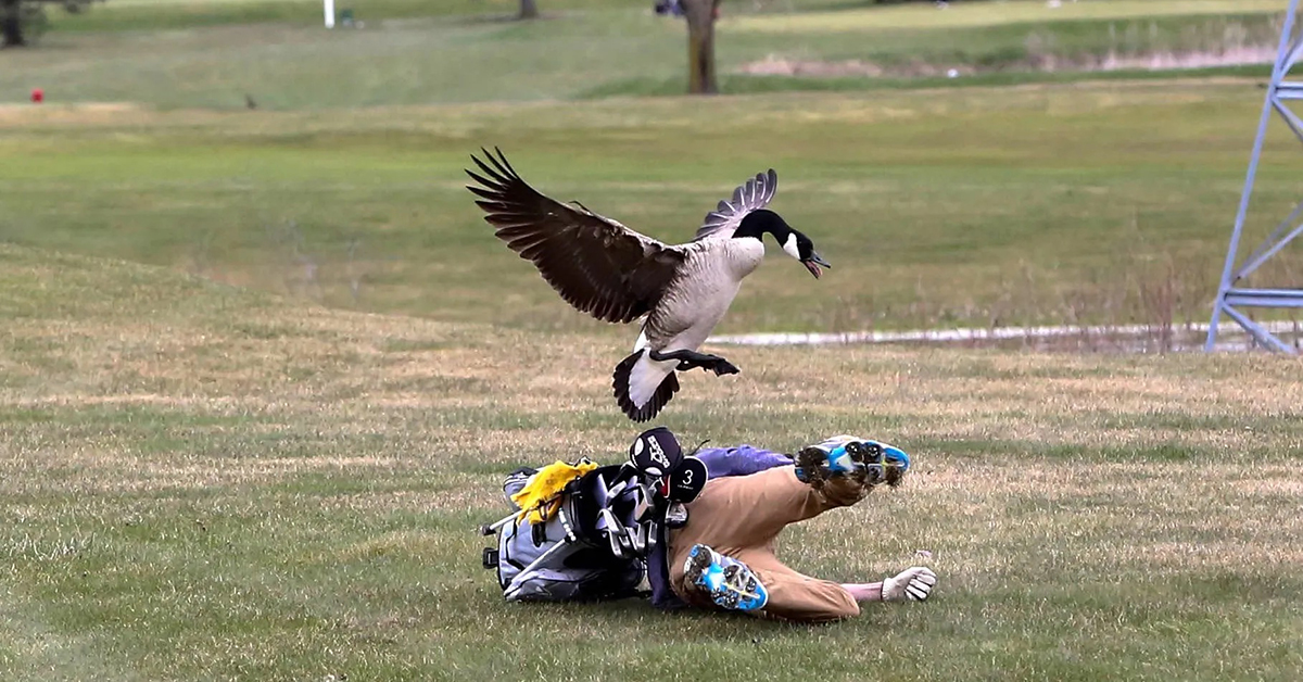 Epic Fails | Funny Fail Memes, Videos, and Pics - theCHIVE