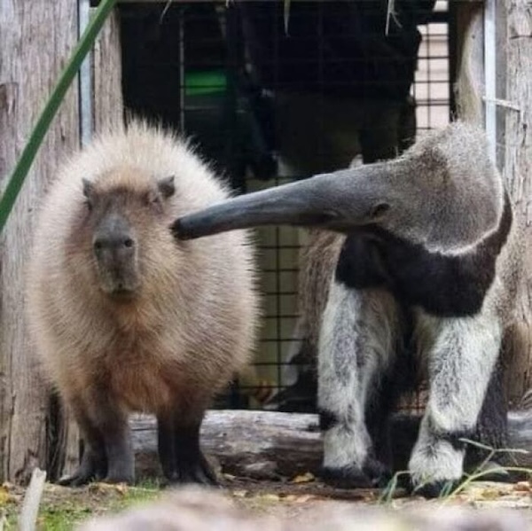 Critter Comedy Hour: Animals Being Adorable Goofballs (49 Photos)