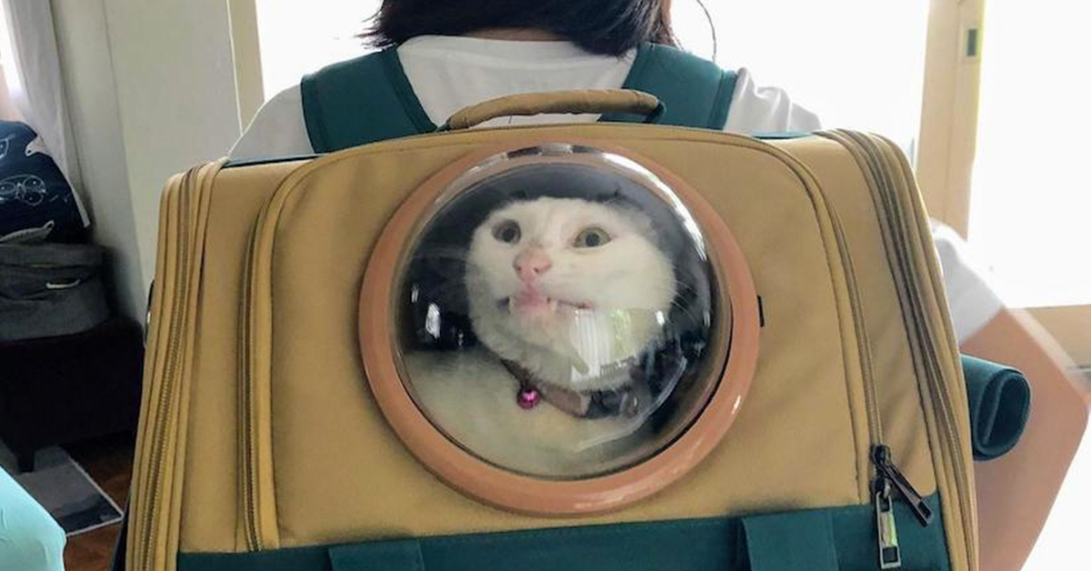 Daily Afternoon Randomness | Random Memes, Photos & Gifs - theCHIVE