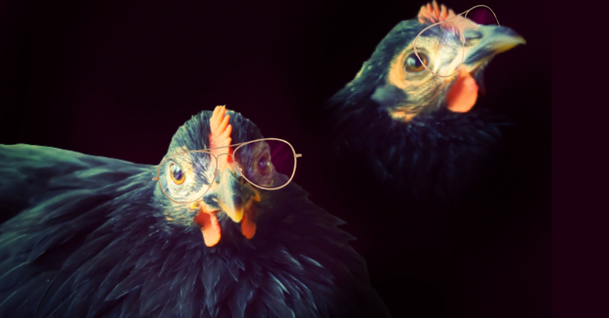 Daily Afternoon Randomness | Random Memes, Photos & Gifs - theCHIVE