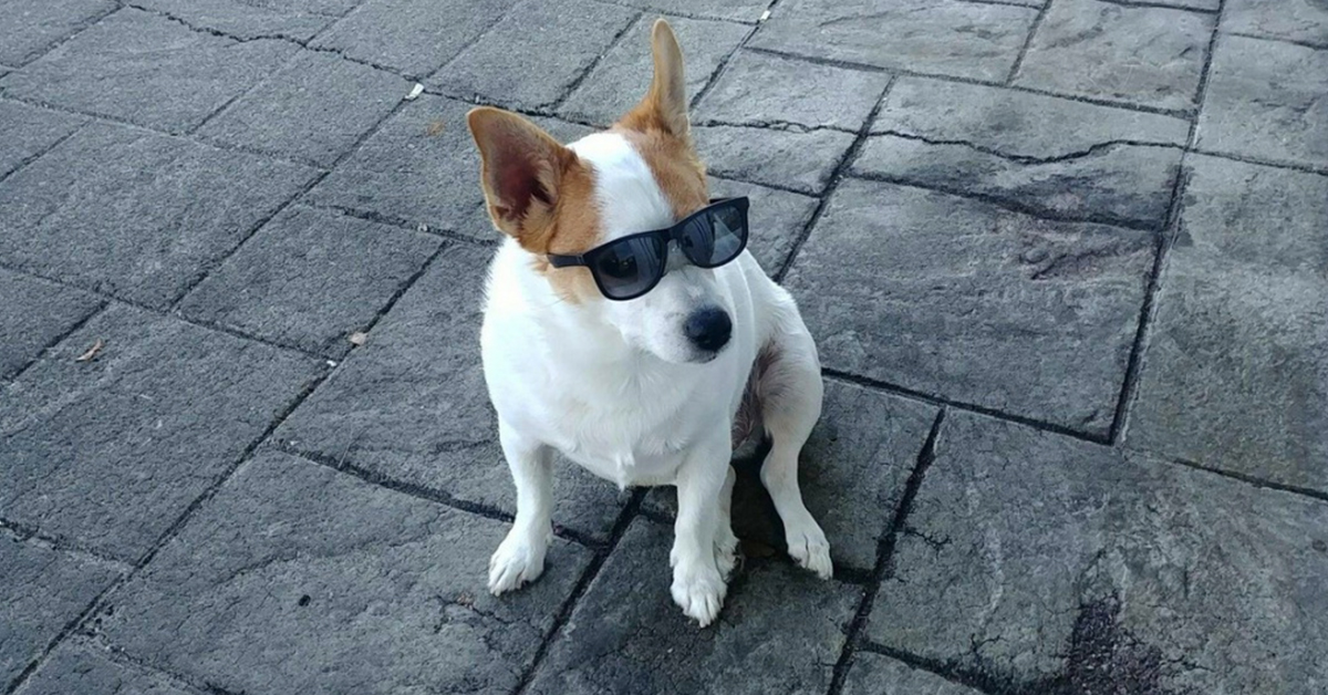 Daily Afternoon Randomness | Random Memes, Photos & Gifs - theCHIVE