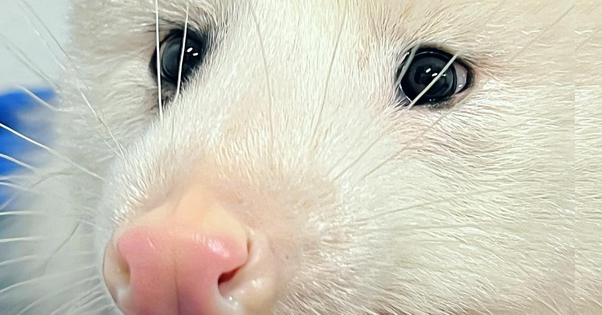 Daily Afternoon Randomness | Random Memes, Photos & Gifs - theCHIVE