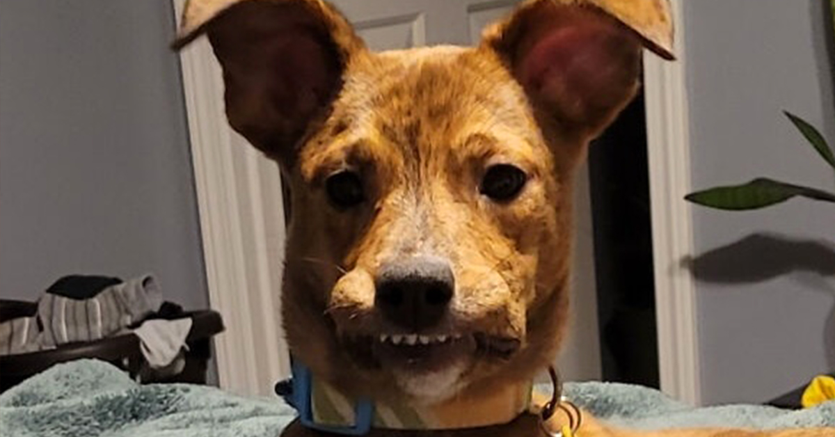 Daily Afternoon Randomness | Random Memes, Photos & Gifs - theCHIVE