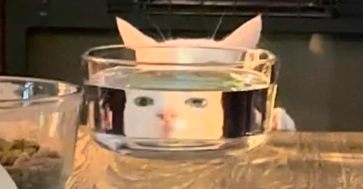 Daily Afternoon Randomness | Random Memes, Photos & Gifs - theCHIVE