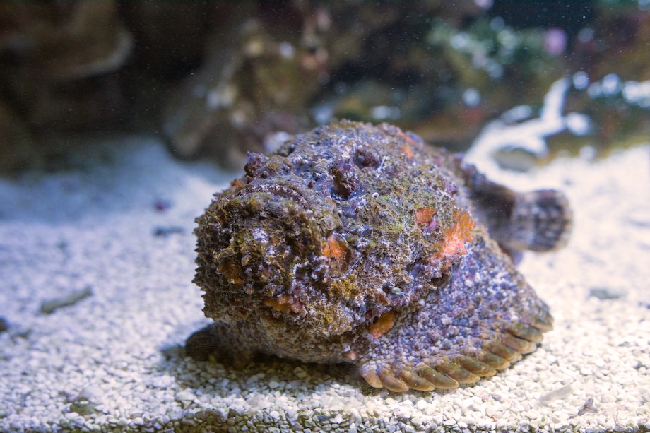 Some of the most venomous animals on planet Earth