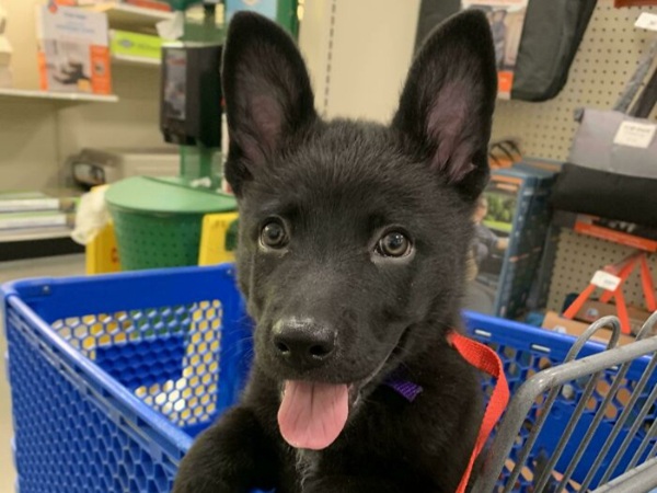 Newly Adopted Animals Making Us Paws for Applause