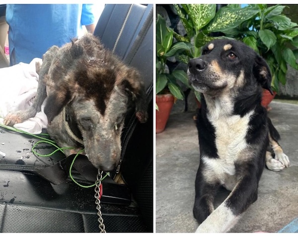 Animals Before and After Adoption Will Melt Your Cold, Dead Heart