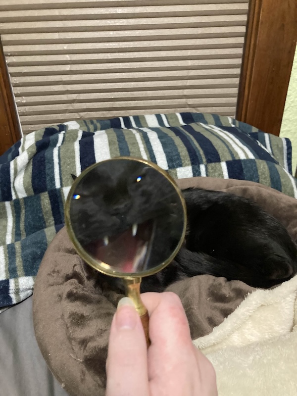 Daily Evening Randomness (Nightcap)