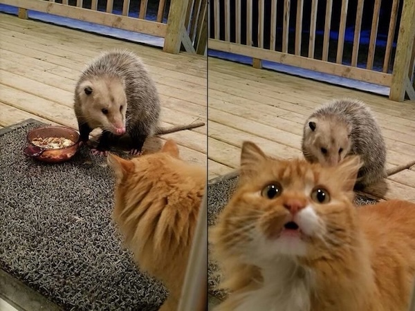 Daily Evening Randomness (Nightcap)