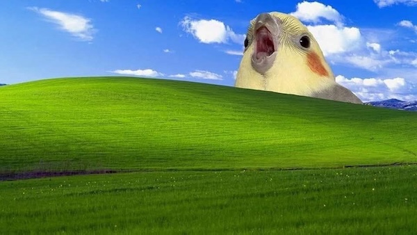 Daily Evening Randomness (Nightcap)