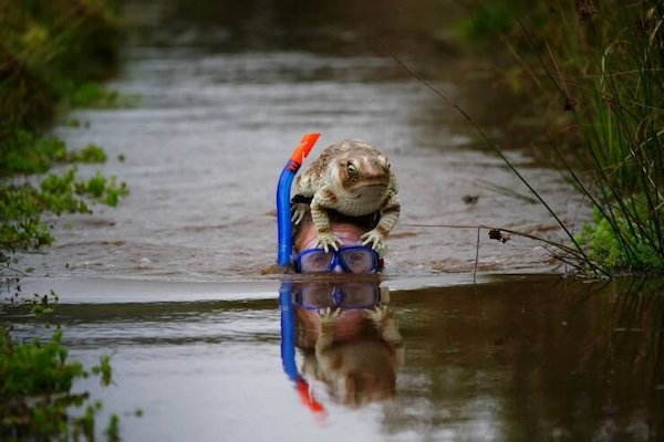 Daily Morning Awesomeness no matter what it takes