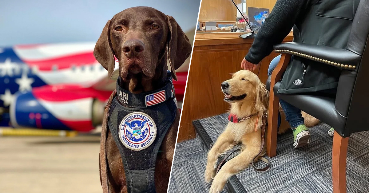 Dogs with jobs deserve some treats... and a raise