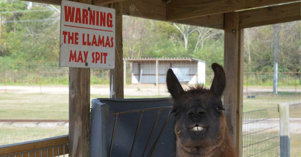 Daily Afternoon Randomness | Random Memes, Photos & Gifs - theCHIVE