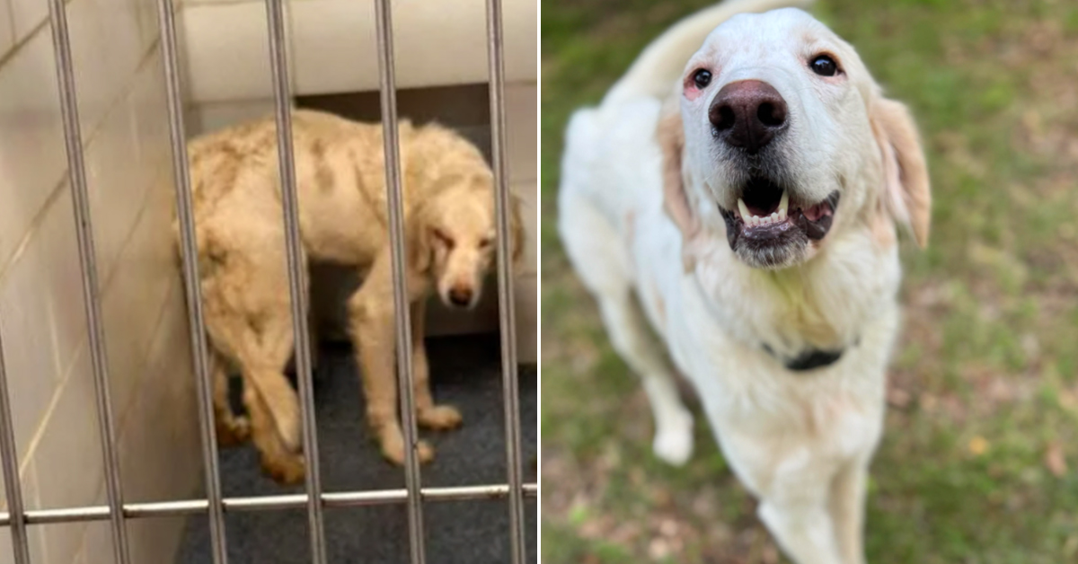 Animals Before and After Adoption Will Melt Your Cold, Dead Heart