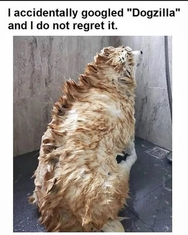 Animals: They were born to become memes